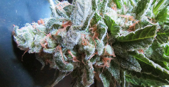 Dankalicious Seed Co.